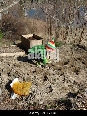 Child planting potatoes Stock Photo - Alamy