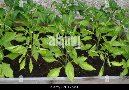 Pepper plants in pallet collar Stock Photo - Alamy