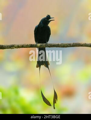 Greater racket-tailed drongo bird Stock Photo - Alamy