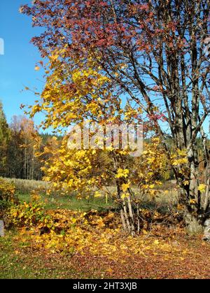 Rowan trees in autumn colours at Braemore Junction Wester Ross Scotland ...