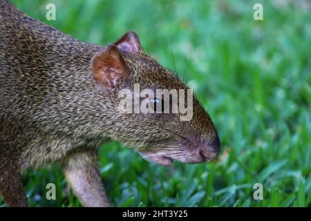 agouti agoutis rodent rodents "central america" "central american ...