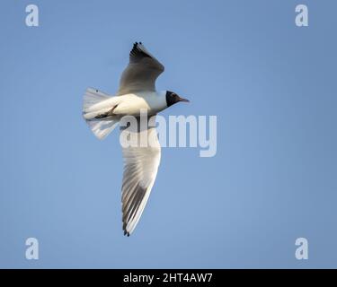 Flying little gull against a clear blue sky Stock Photo - Alamy
