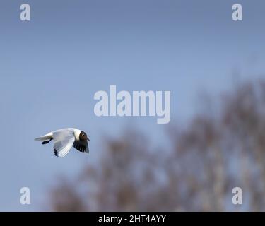Flying little gull against a clear blue sky Stock Photo - Alamy