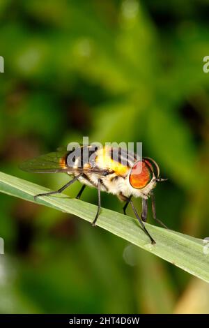Flower Eating March Fly,Tabanus auriflua or Scaptia (Scaptia) auriflua ...