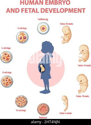 Human embryonic development in human infographic illustration Stock ...
