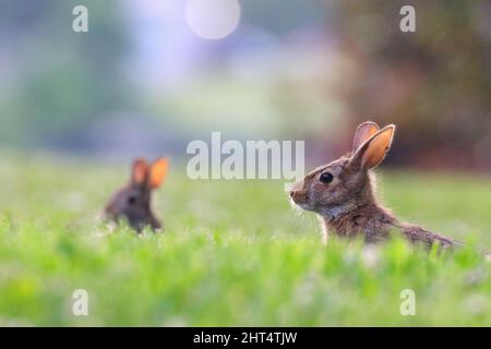A couple of wild rabbits playing on the field Stock Photo - Alamy
