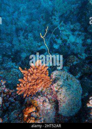 Vertical shot of colorful corals under the sea Stock Photo - Alamy