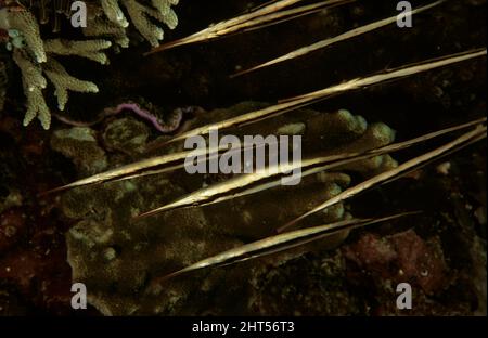 Razorfish (Aeoliscus strigatus), habitually swim vertically, nose down ...