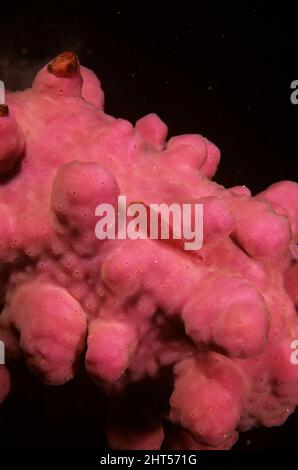 Eastern Cleaner Clingfish, Cochleoceps orientalis Stock Photo - Alamy