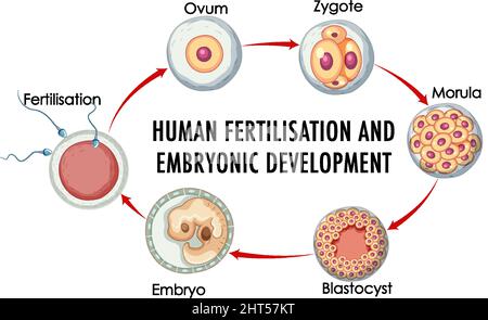 Human fertilisation and embryonic development in human infographic ...