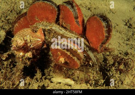 Doughboy Scallop (Mimachlamys asperrima Stock Photo - Alamy