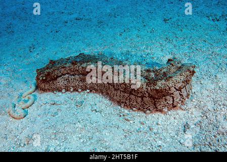 Variegated Sea Cucumber (Stichopus variegatus) adult, in shallow sea ...