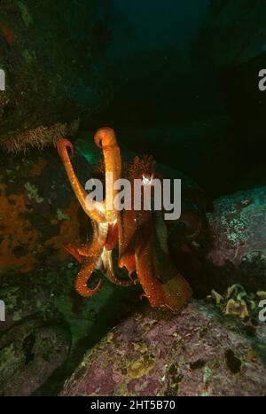 Giant cuttlefish (Sepia apama) in display combat over a female ...