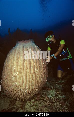 Giant Barrel Sponge (Xestospongia sp), Indonesia Stock Photo - Alamy