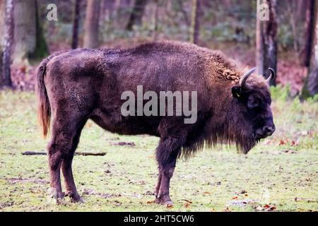 Closeup of Caucasian wisent in the forest Stock Photo - Alamy