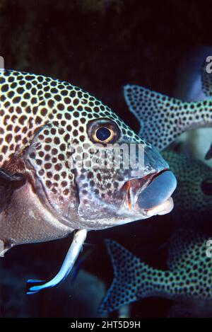Blue-streak Cleaner Wrasses (Labroides dimidiatus) cleaning a Giant ...