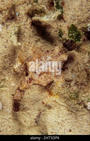 Common Seamoth, Little Dragonfish (Eurypegasus draconis) or Short ...