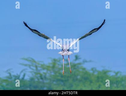 Wings in V shape of a Sarus Crane over Bushes Stock Photo - Alamy