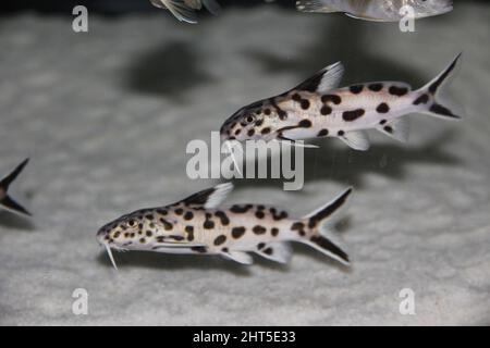 Closeup of the cuckoo catfish or pygmy leopard catfish, Synodontis ...
