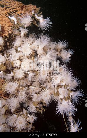 Colonial Sea Sea Anemones, Nemanthus annamensis, Komodo National Park ...
