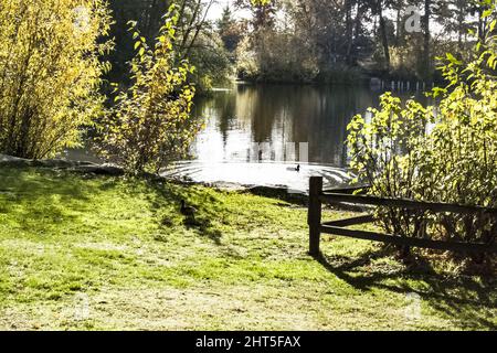 Closeup of a lake in the middle of the forest Stock Photo - Alamy