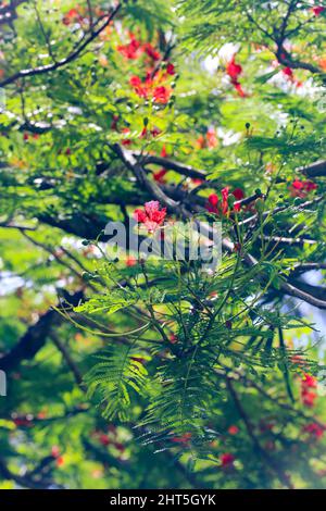 Vertical shot of the flame tree of Fiji Stock Photo - Alamy