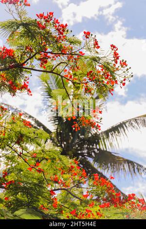 Vertical shot of the flame tree of Fiji Stock Photo - Alamy