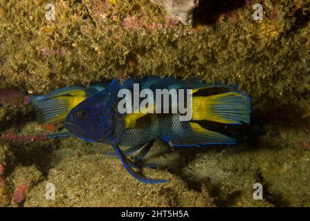 Eastern blue devil (Paraplesiops bleekeri), head of one of the most ...