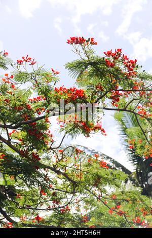 Vertical shot of the flame tree of Fiji Stock Photo - Alamy