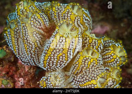 Magnificent Ascidian, Botrylloides magnicoecum Stock Photo - Alamy