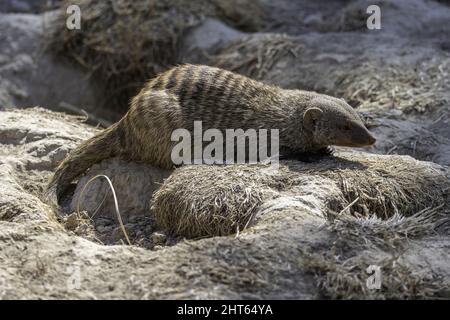 Striped mongoose in a sunny field Stock Photo - Alamy