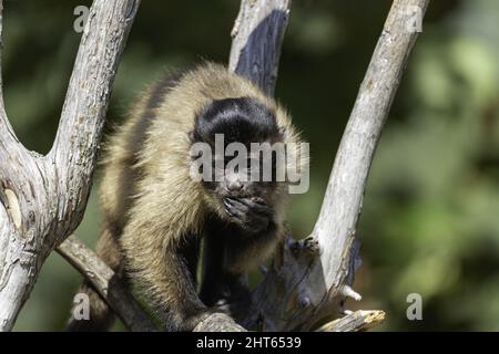 Capuchin monkey in the sun Stock Photo - Alamy