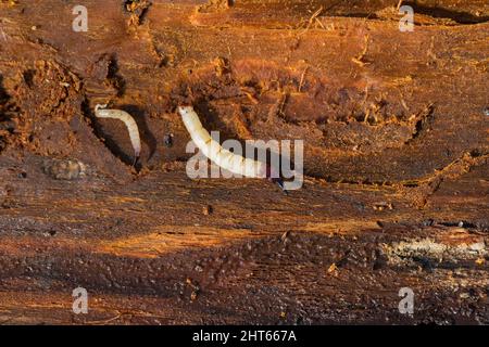 Awl-fly larva on rotten wood (Xylophagus sp Stock Photo - Alamy