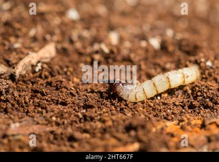 Awl-fly larva on rotten wood (Xylophagus sp Stock Photo - Alamy