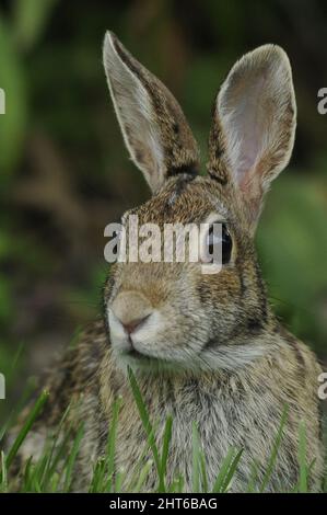 Close up shot of a cute Cottontail rabbit at Las Vegas, Nevada Stock ...