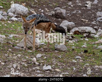 Closeup of a Black Back Jackal Stock Photo - Alamy