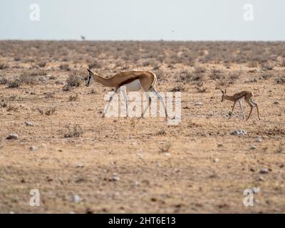 Closeup of a beautiful Springbok Stock Photo - Alamy