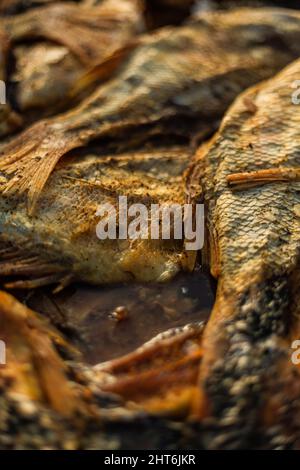 Closeup of decomposing fish used to create organic soil amendments for ...
