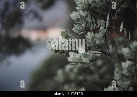 Eucalyptus branch, on a pale green background, top view, wallpaper ...