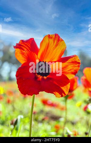 flowering field of Anemone coronaria Israel Spring Stock Photo - Alamy