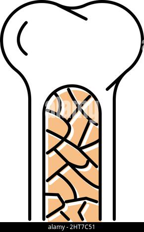 Bone marrow color line icon. Isolated vector element. Outline pictogram ...