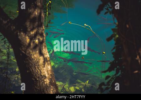 Scenic view of tiny fish swimming underwater above green seaweeds Stock ...