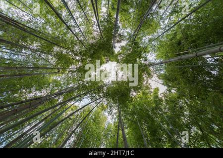Wide angle shot of a bamboo forest with motion blur caused by strong ...