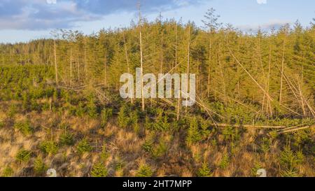 Replanted conifer forestry and windblown trees. Damage caused by Storm ...