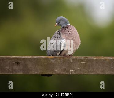 Pigeon sitting on a wooden log. The photo has a green background Stock ...
