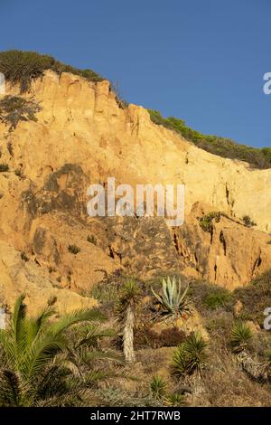 agave between the yellow cliffs with sand areas in Portimao, algarve ...
