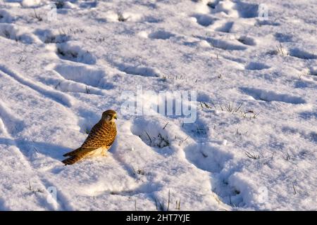 Seychelles kestrel (Falco araeus) small bird on the snow-covered ground ...