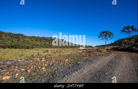 Rural landscape in southern Brazil with corn plantation Stock Photo - Alamy