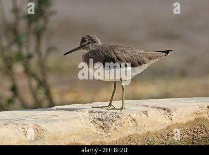 Green sandpiper (Tringa ochropus) Oman, September Stock Photo - Alamy