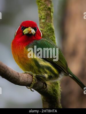 Vertical shot of a red headed barbet from Costa Rica Stock Photo - Alamy